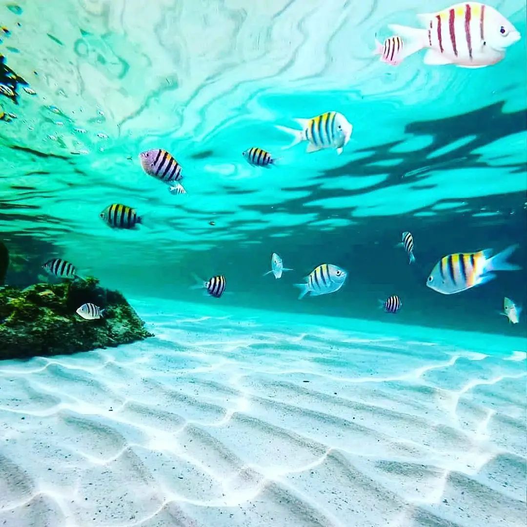 Nakupenda Sandbank Trip - Relax & Snorkel in Zanzibar